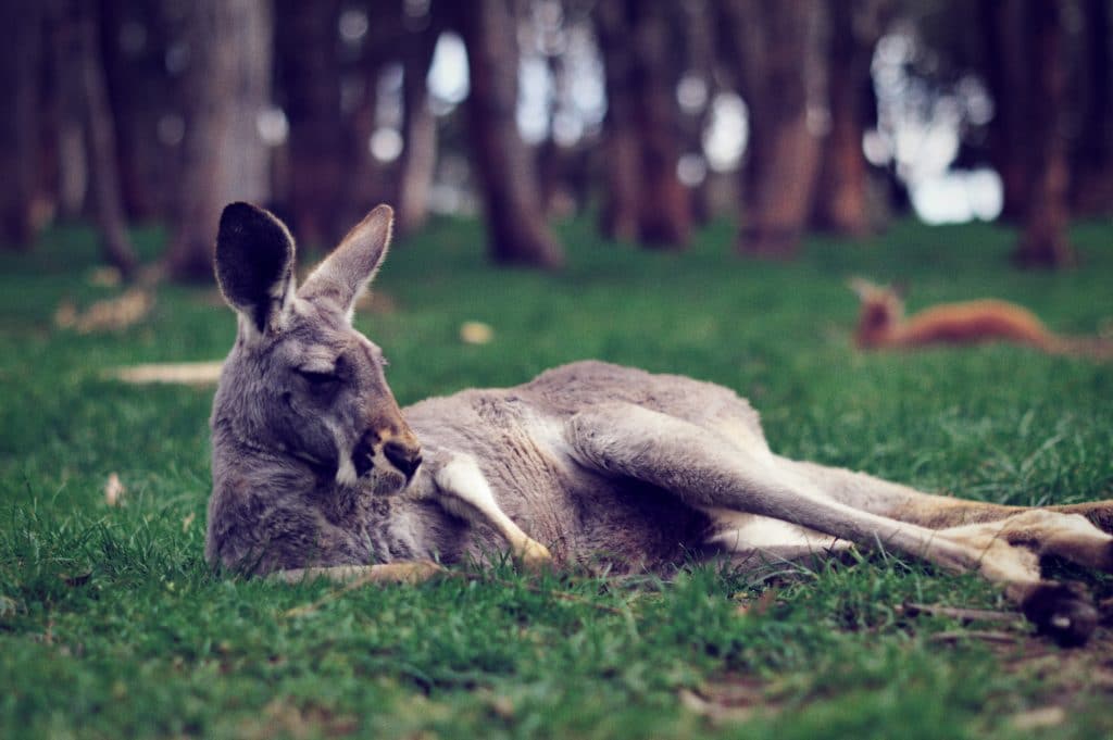 11 unglaubliche Känguru Fakten - Australien Backpackers Guide