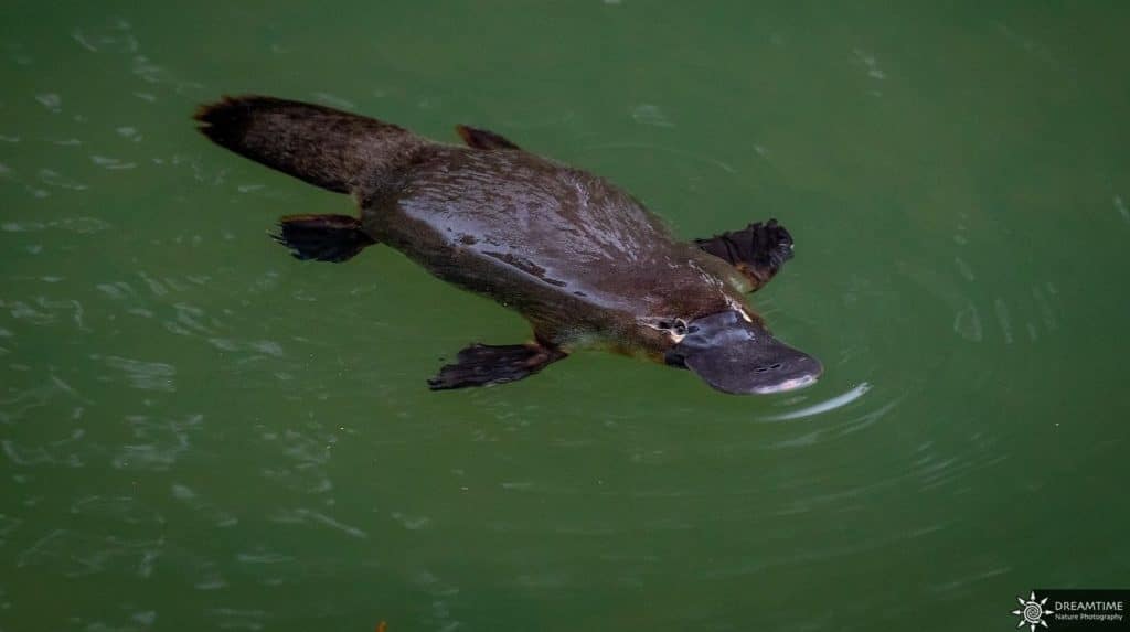 Das Schnabeltier in Australien (Platypus) - Backpackers Guide