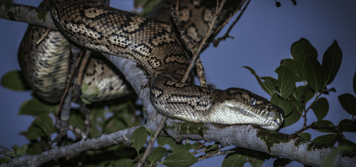 Schlangen in Australien: Alles was du wissen musst